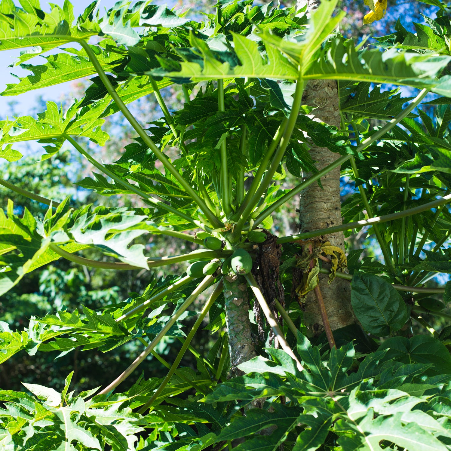 Best herbal papaya tea recipe with lemon myrtle and olive leaf ...